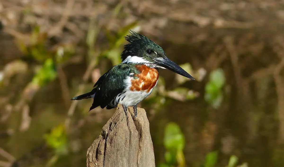Spectacular Amazon Kingfisher: Unravel Nature's Marvel