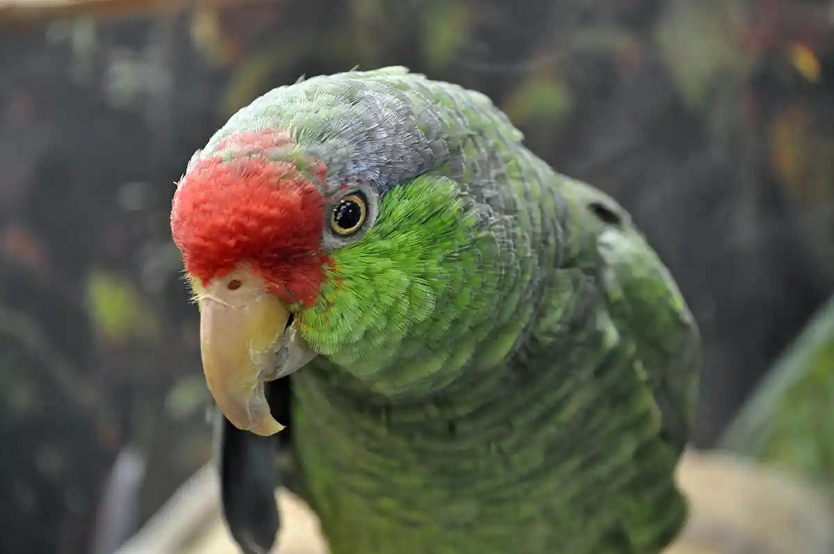 Red-crowned Parrot: Threatened Species of Northeastern Mexico and ...